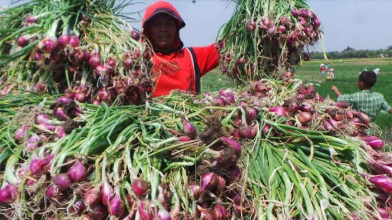Harga Bawang Merah di Kalsel Turun, Kini Stabil di Rp40 Ribu per ...